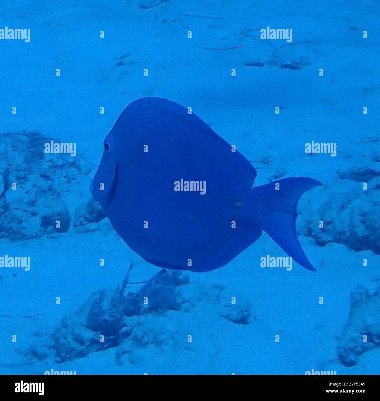 Atlantic Blue Tang (Acanthurus coeruleus Stock Photo - Alamy