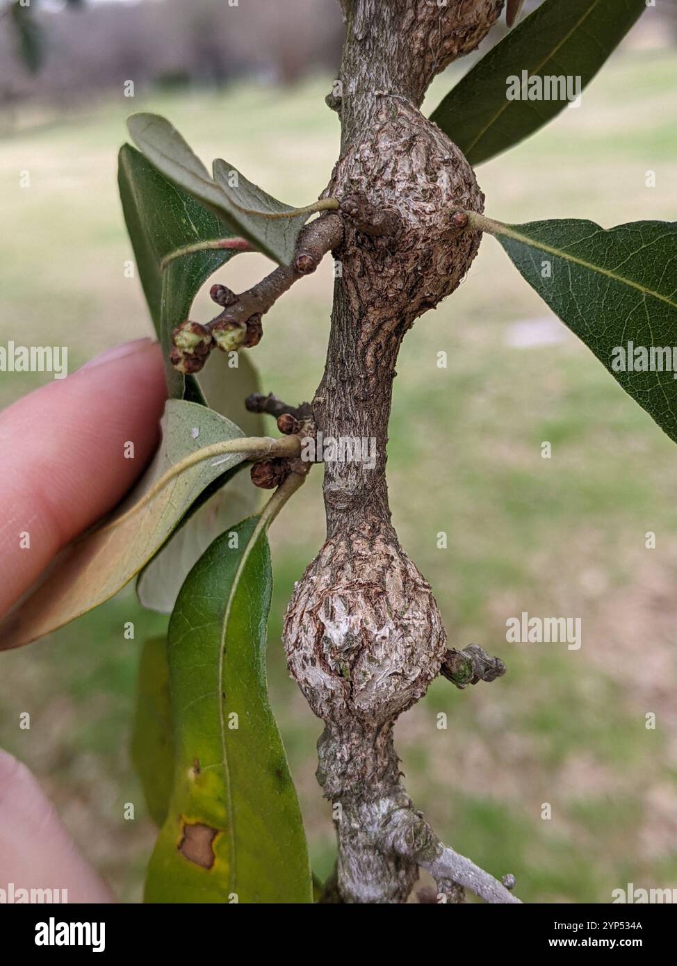 Southern Live Oak Stem Gall Wasp (Callirhytis quercusbatatoides Stock ...