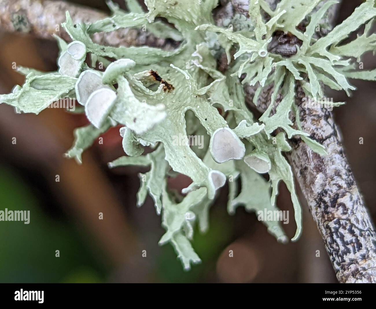 bushy lichens, sea-fog lichens, and allies (Ramalinaceae Stock Photo ...