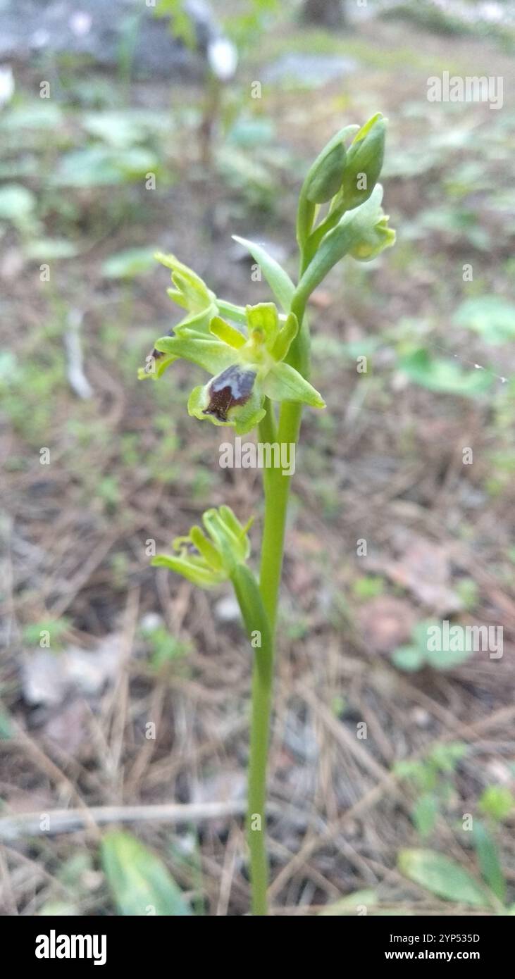 Galilean Yellow Bee-orchid (Ophrys lutea galilaea Stock Photo - Alamy