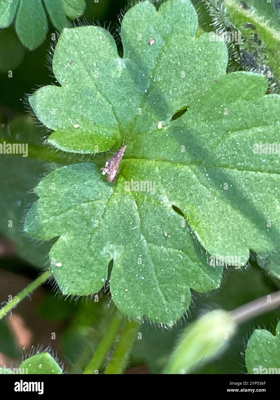 bird's-eye speedwell (Veronica persica Stock Photo - Alamy