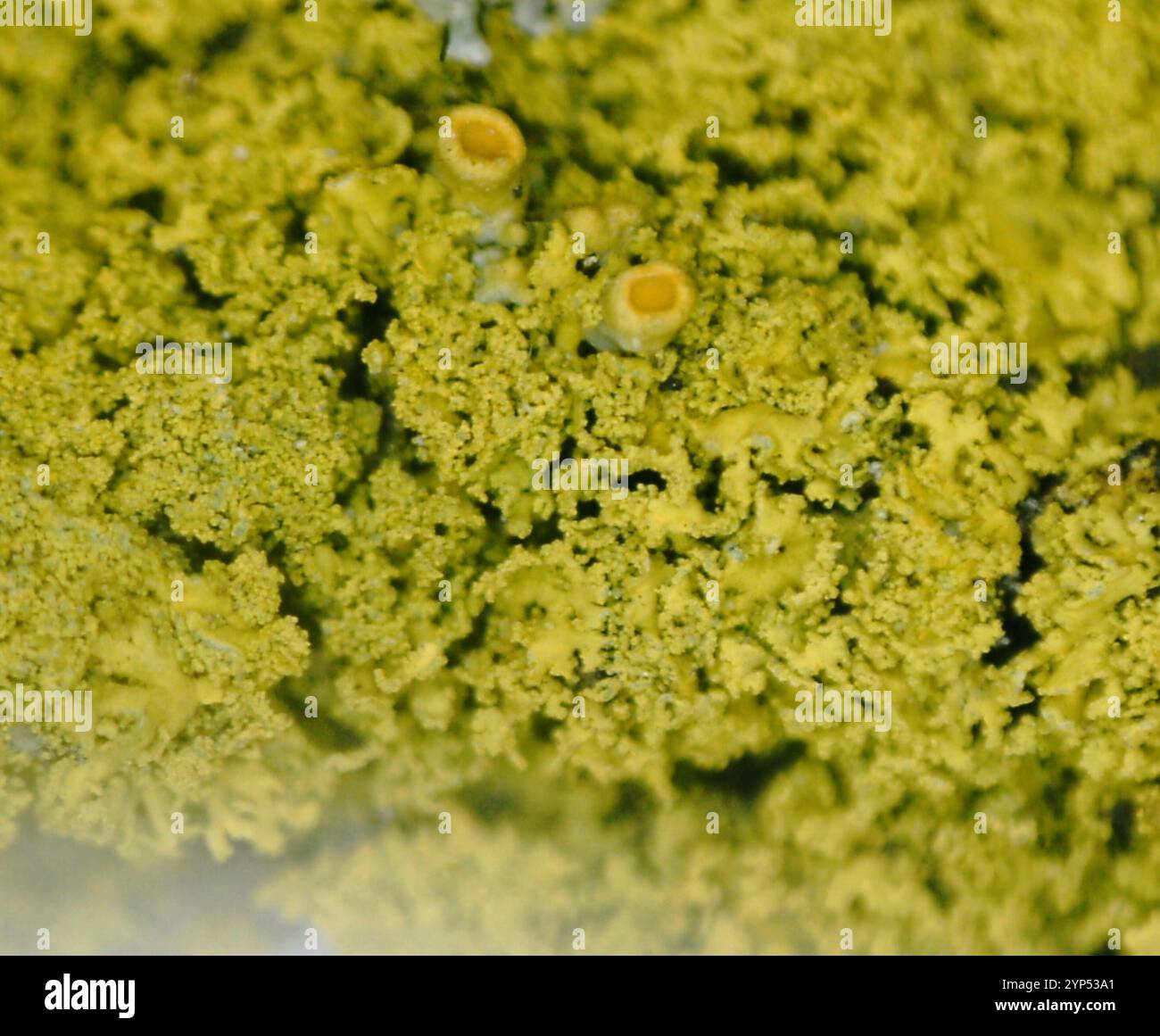 Pacific Candleflame Lichen (Candelaria pacifica Stock Photo - Alamy