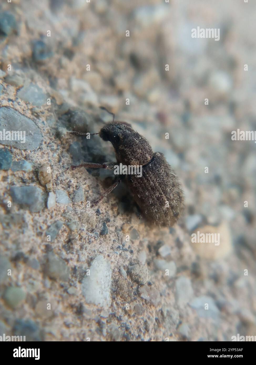 Clover Weevil (Sitona hispidulus Stock Photo - Alamy
