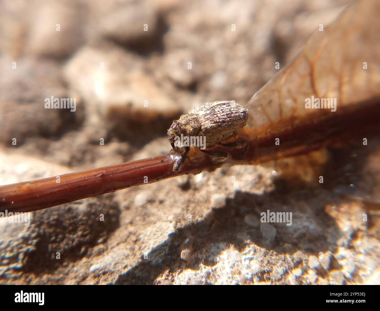 Cabbage Stem Weevil (Ceutorhynchus pallidactylus Stock Photo - Alamy