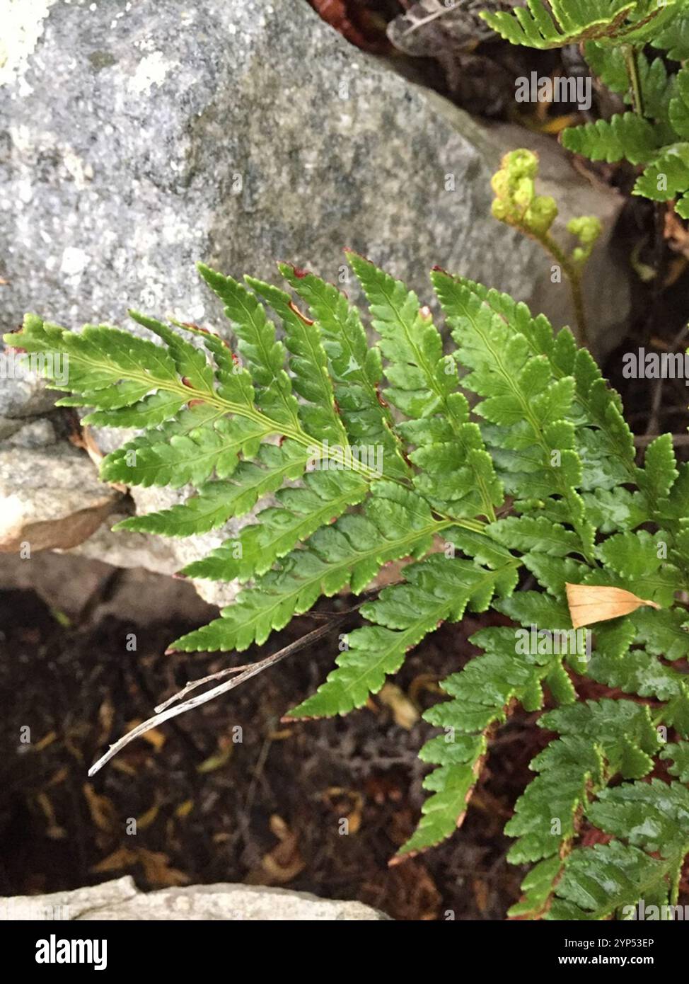 leatherleaf fern (Rumohra adiantiformis Stock Photo - Alamy