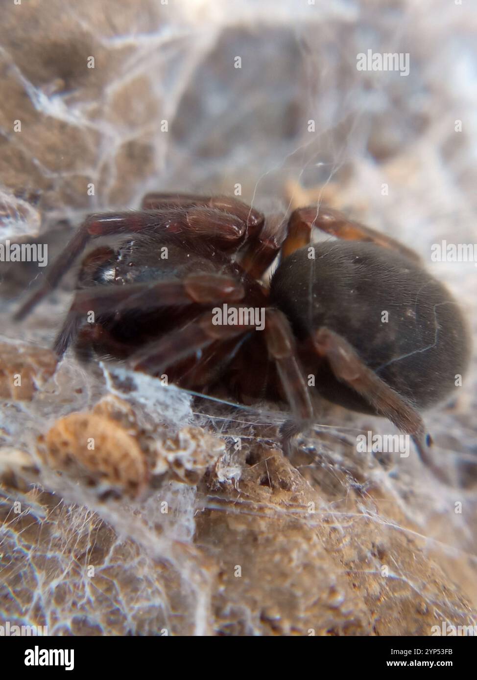 Lace web spiders (Amaurobius Stock Photo - Alamy