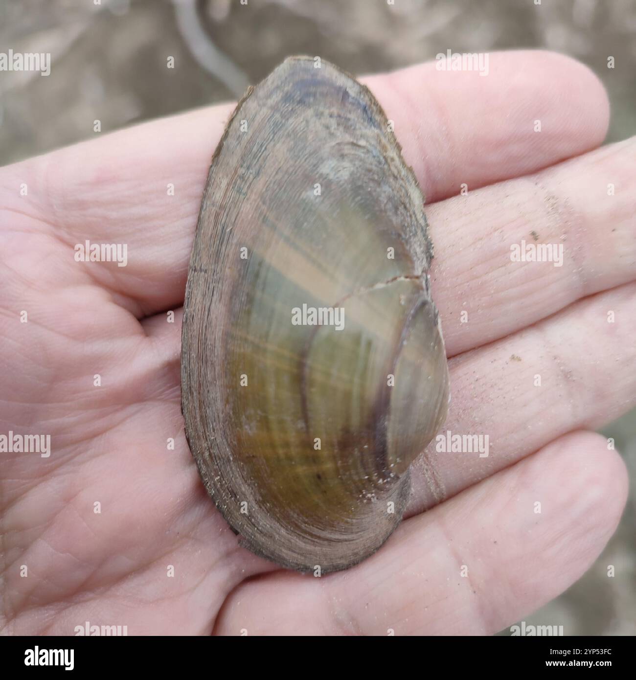 Swollen River-mussel (Unio tumidus Stock Photo - Alamy