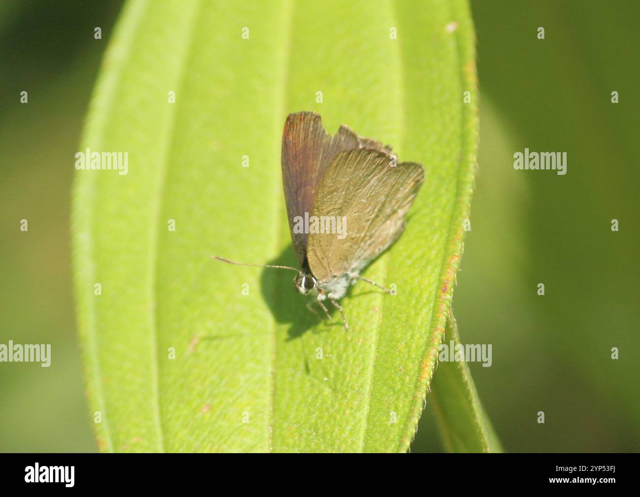 Common Ciliate Blue (Anthene emolus Stock Photo - Alamy