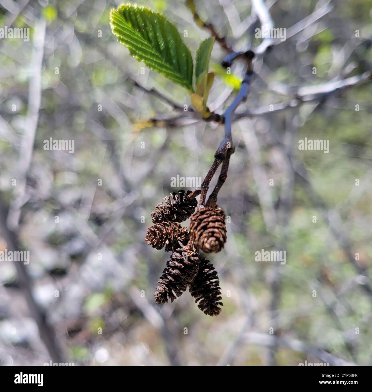 white alder (Alnus rhombifolia Stock Photo - Alamy