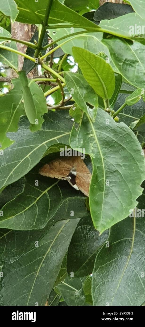 Semi looper hi-res stock photography and images - Alamy