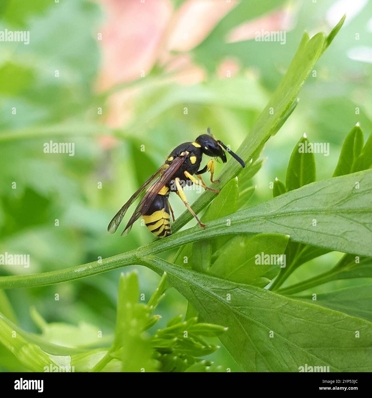 European tube wasp (Ancistrocerus gazella Stock Photo - Alamy