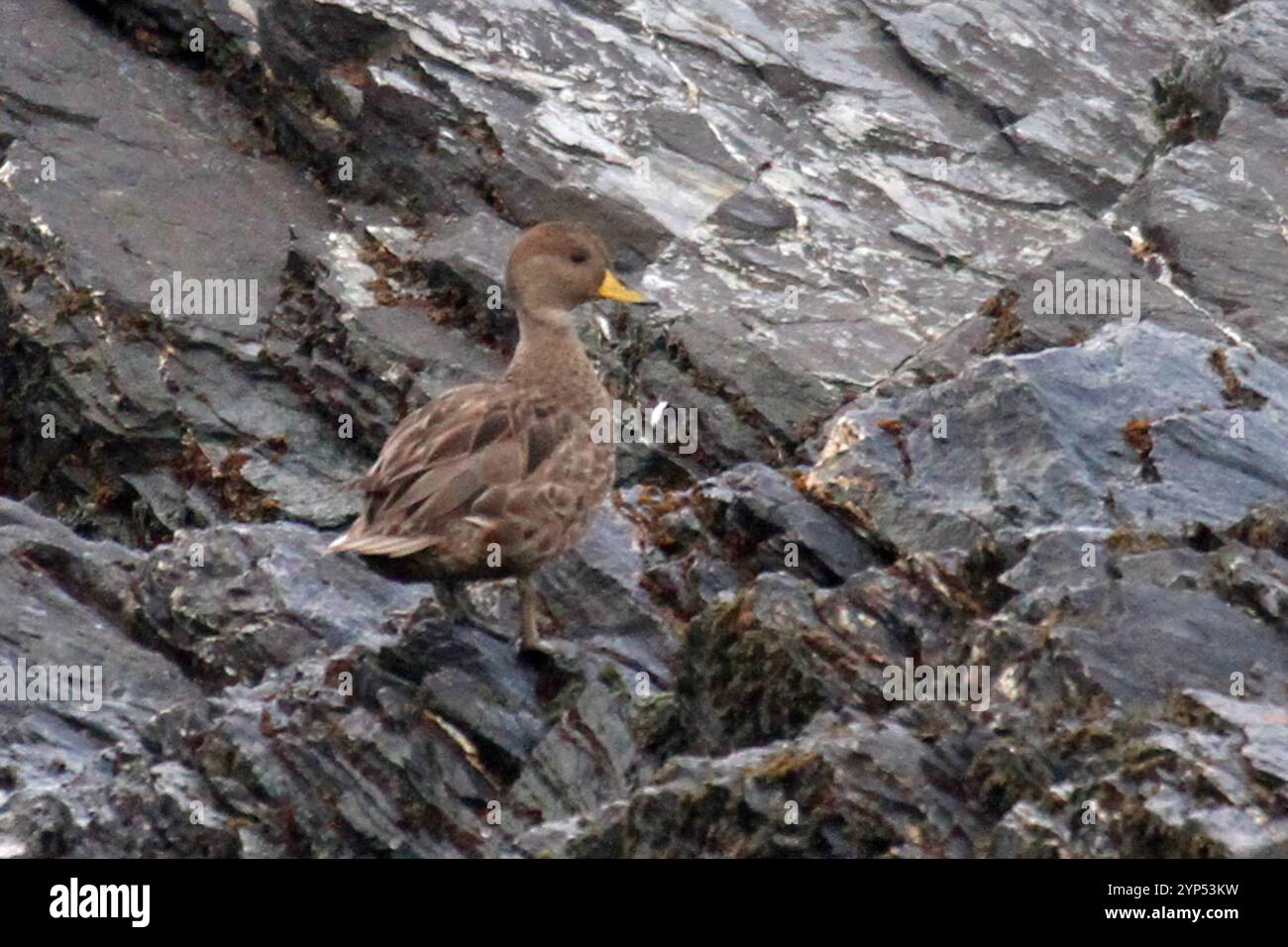 Yellow-billed Pintail (Anas georgica Stock Photo - Alamy
