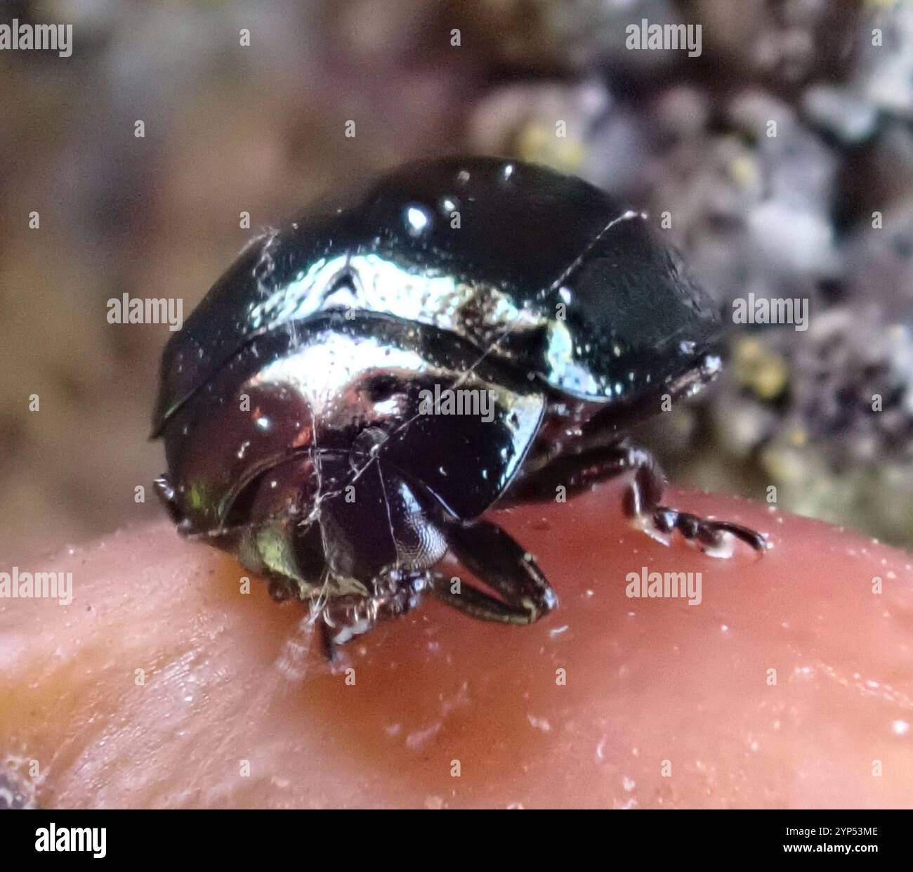 Willow Leaf Beetle (Plagiodera versicolora Stock Photo - Alamy