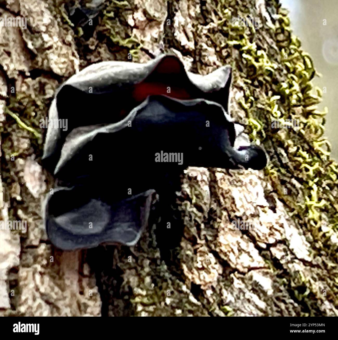 Jelly Tree Ear (Auricularia americana Stock Photo - Alamy
