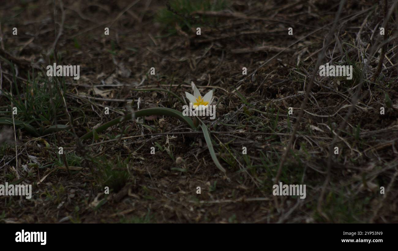 Biflora tulip tulipa biflora hi-res stock photography and images - Alamy