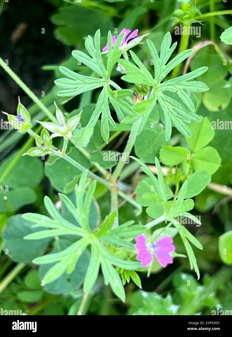 Cut-leaved crane's-bill (Geranium dissectum Stock Photo - Alamy