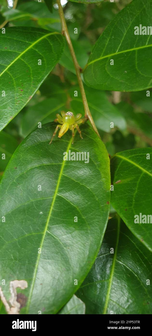 Green Jumping Spider (Mopsus mormon Stock Photo - Alamy