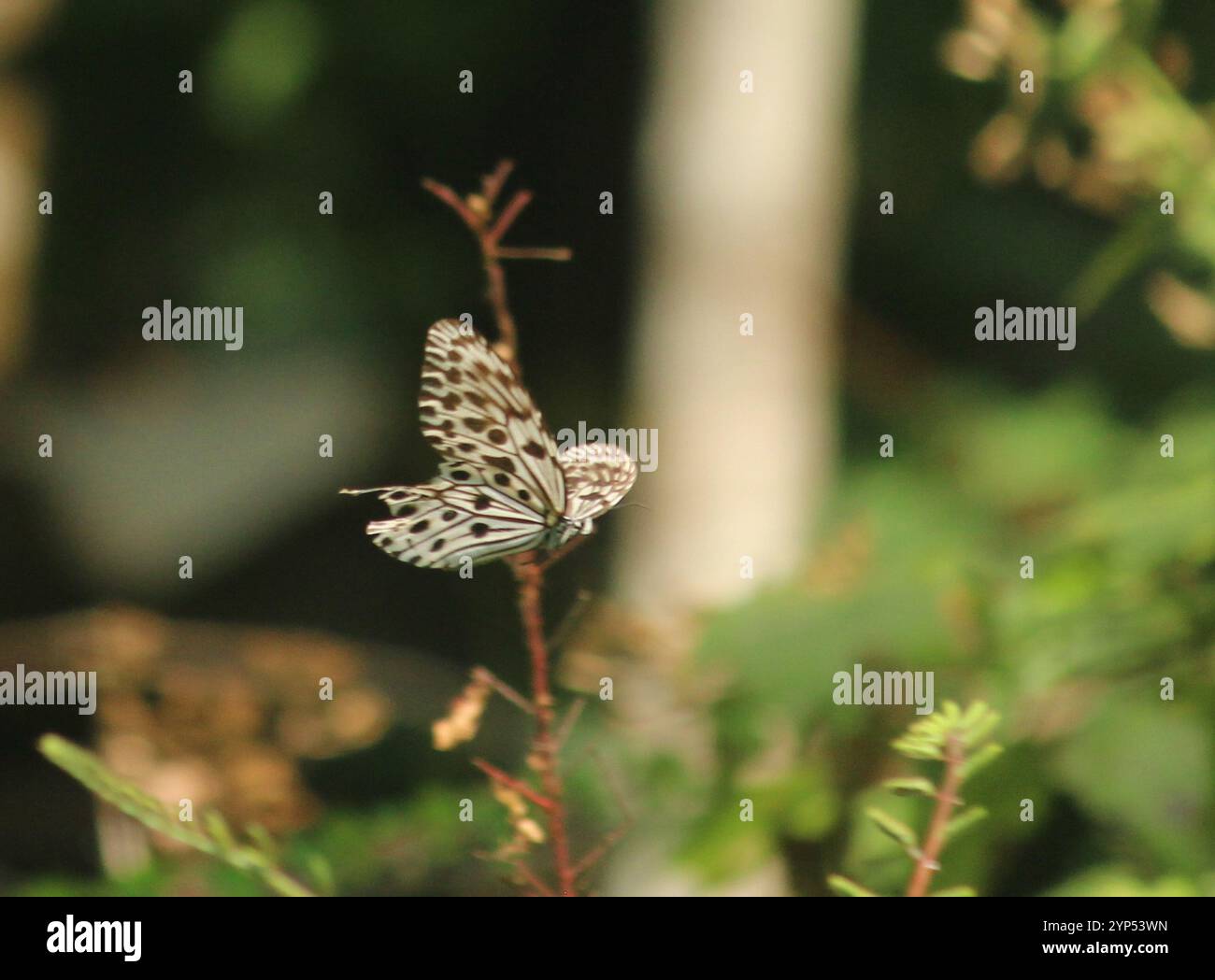 Malabar Tree Nymph (Idea malabarica Stock Photo - Alamy