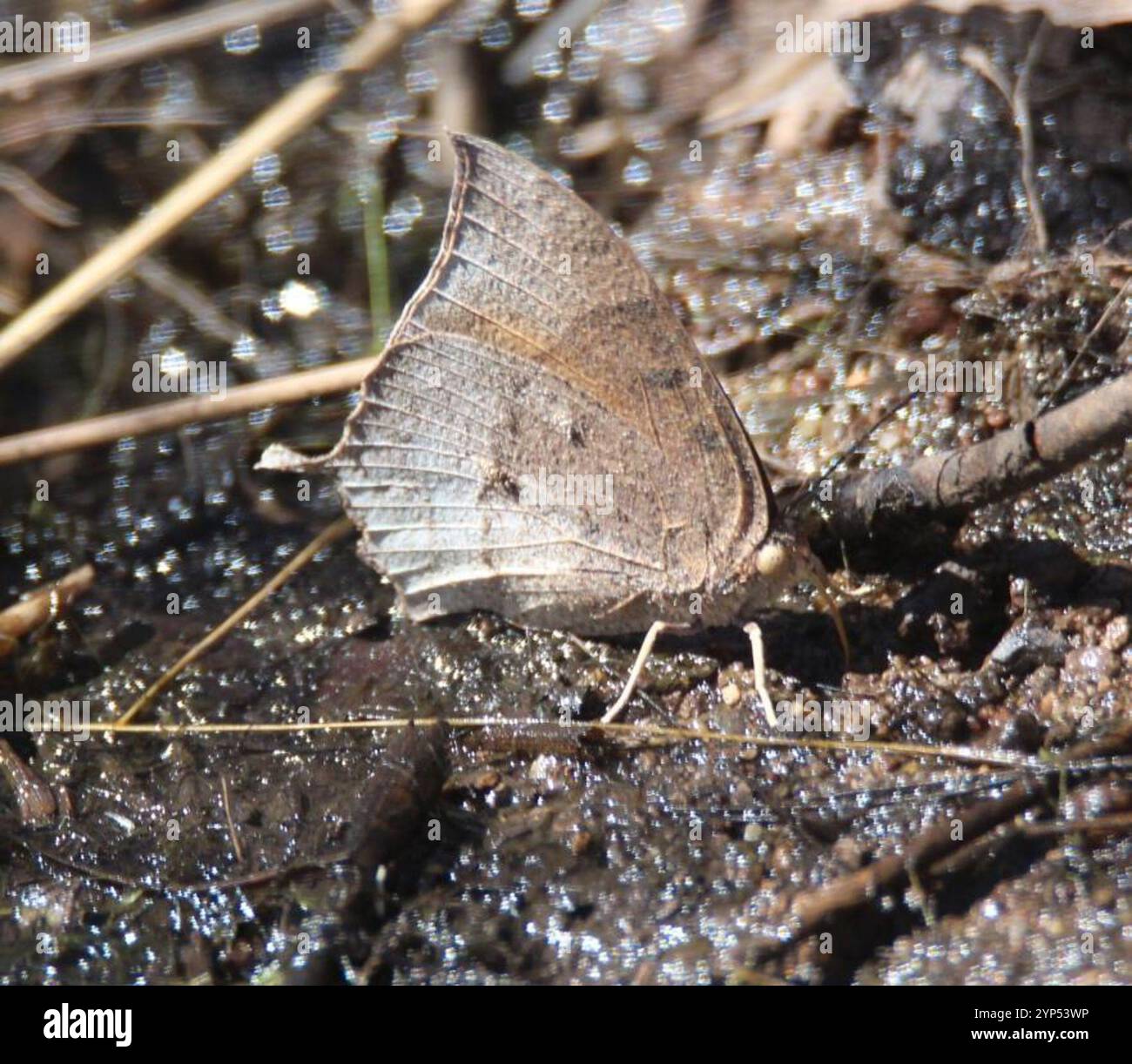Tropical Leafwing (Anaea aidea Stock Photo - Alamy
