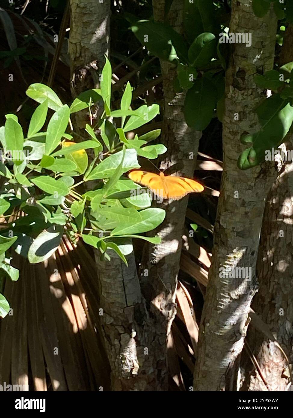 Julia Heliconian (Dryas iulia Stock Photo - Alamy