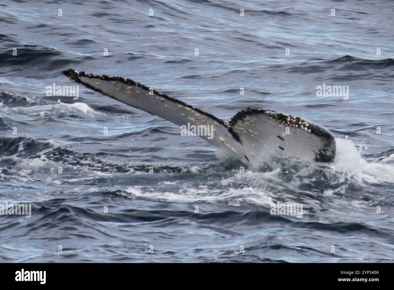 Humpback Whale (Megaptera novaeangliae Stock Photo - Alamy