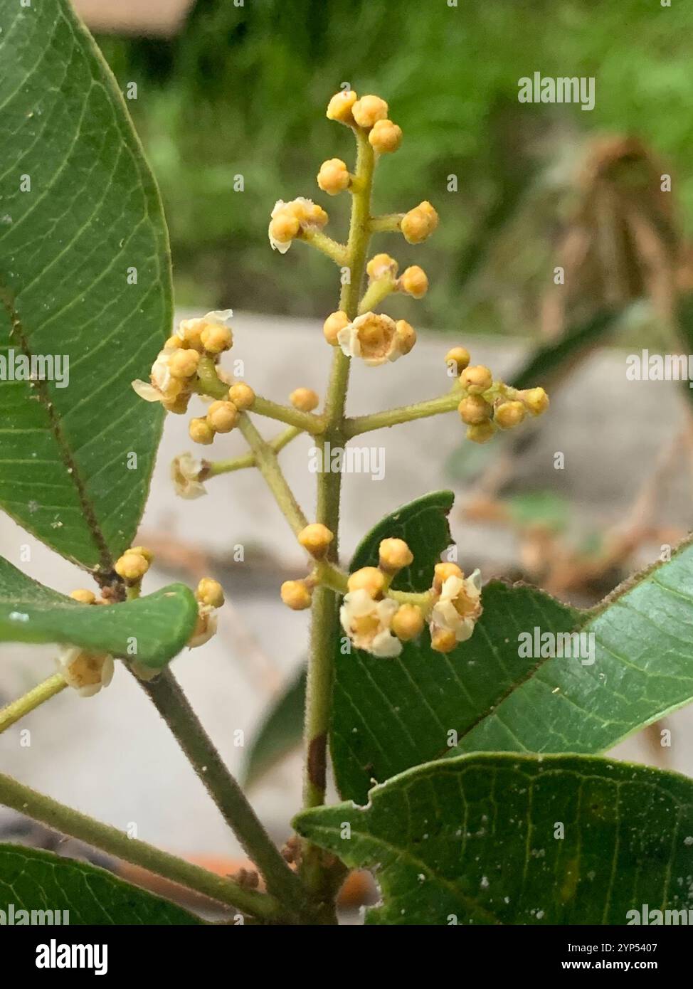 myrtle family (Myrtaceae Stock Photo - Alamy
