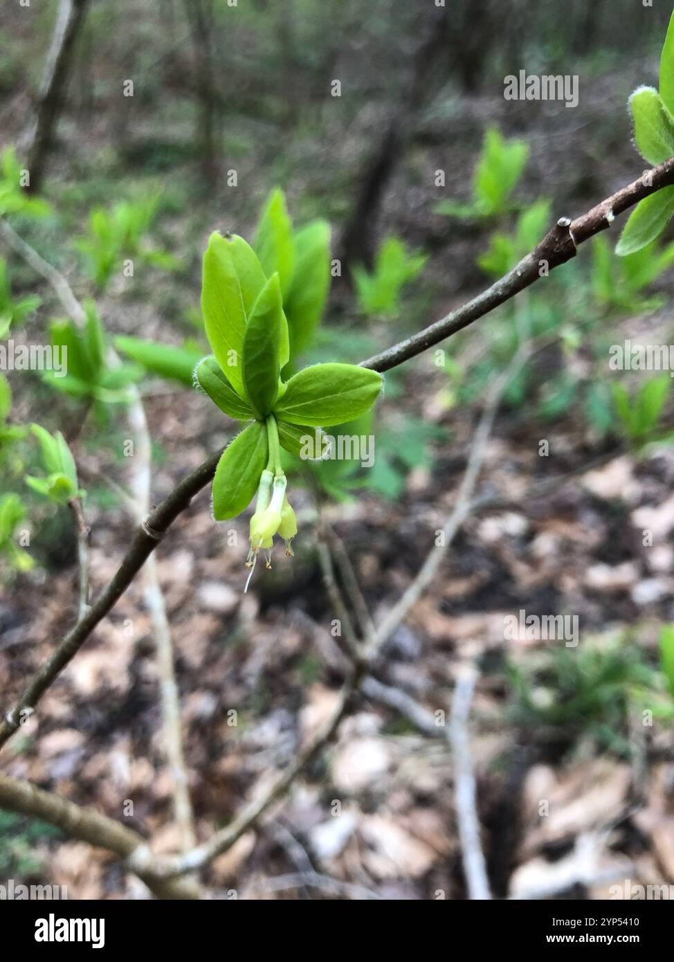 eastern leatherwood (Dirca palustris Stock Photo - Alamy