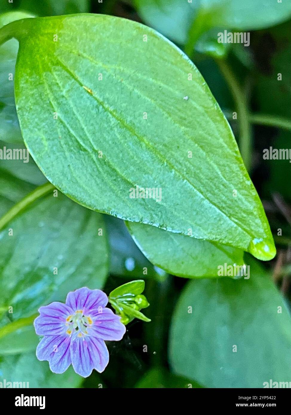 Candy Flower (Claytonia sibirica Stock Photo - Alamy