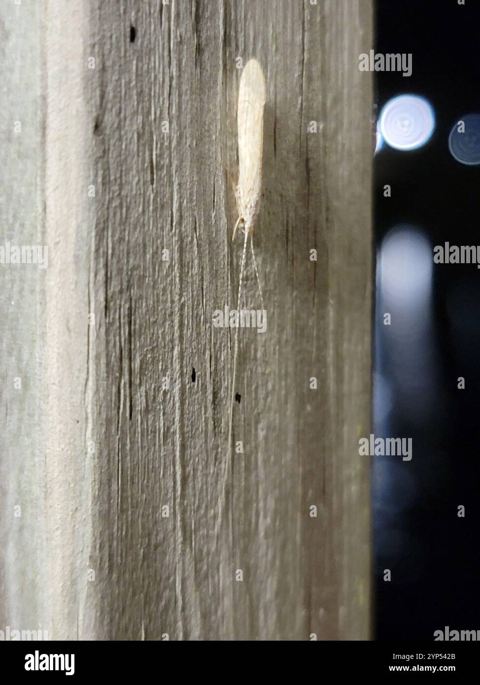 White Miller Caddisflies (Nectopsyche Stock Photo - Alamy