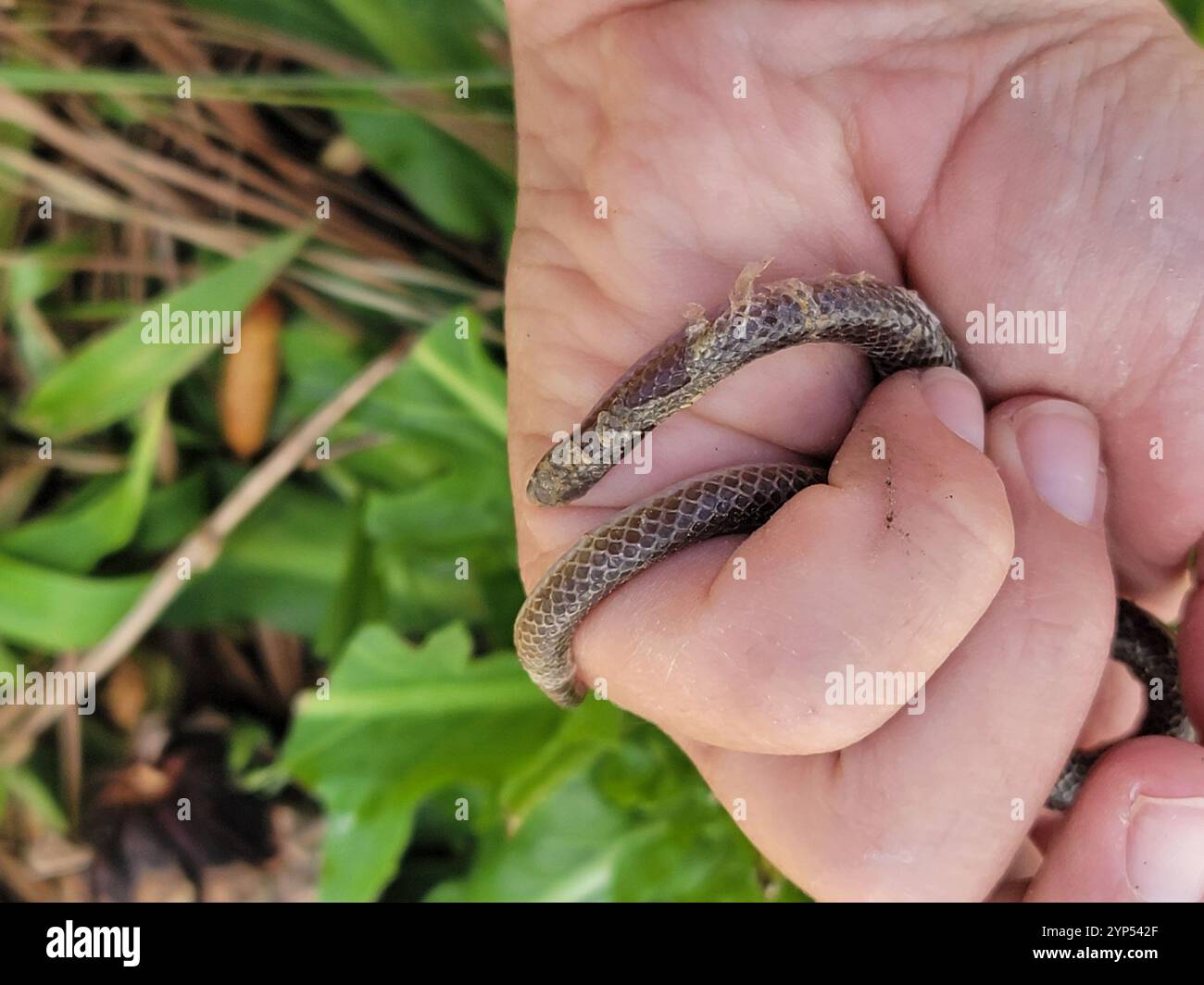 Eastern Worm Snake (Carphophis amoenus Stock Photo - Alamy