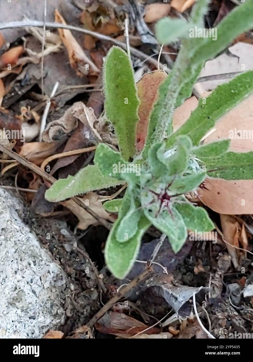 Maltese star-thistle (Centaurea melitensis Stock Photo - Alamy
