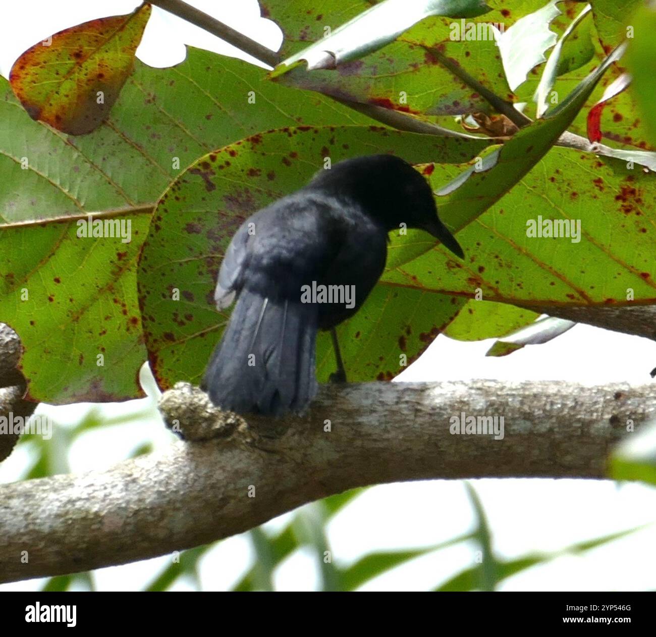 Black Catbird (Melanoptila glabrirostris Stock Photo - Alamy