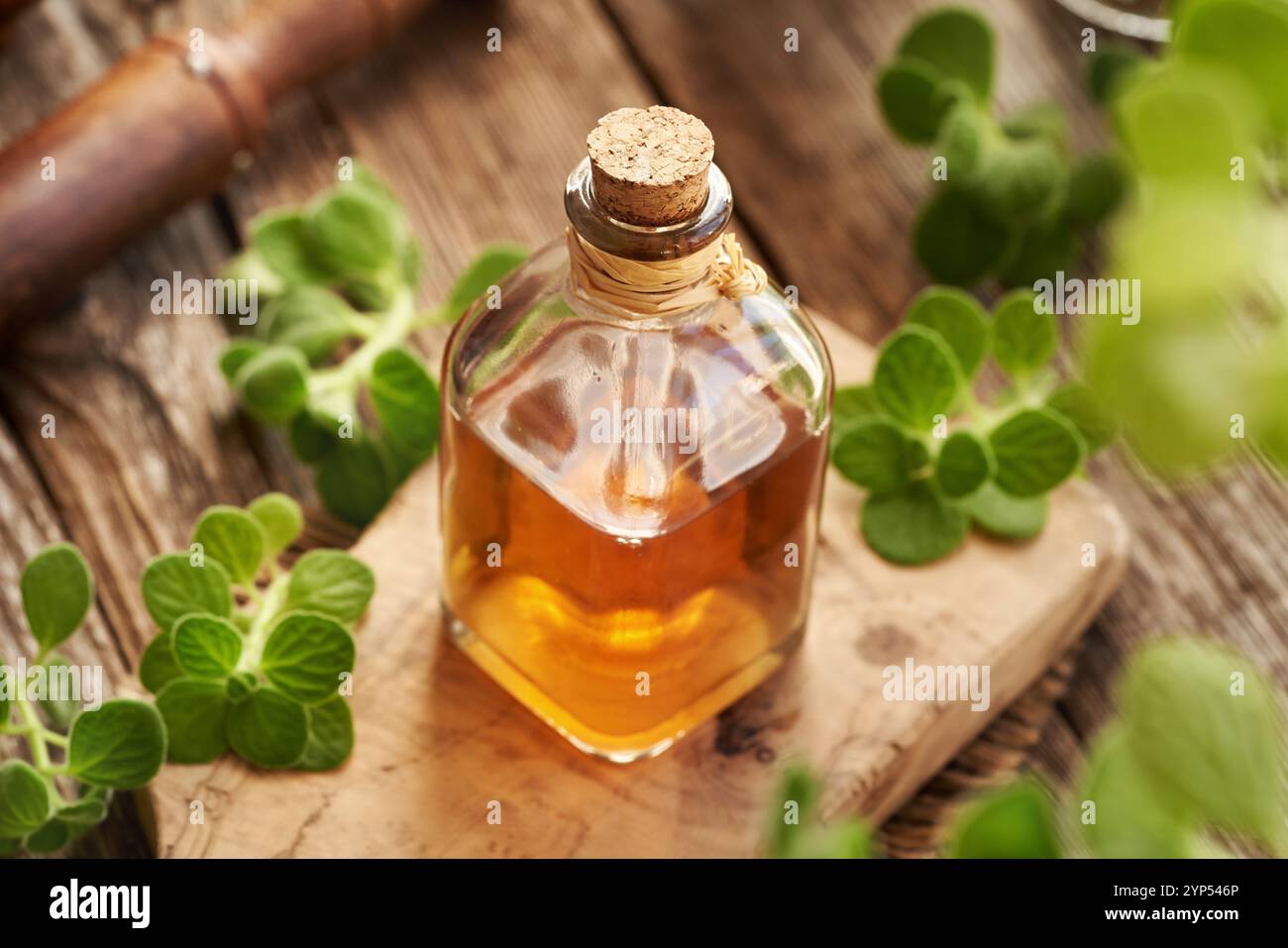 A bottle of herbal tincture for common cold with fresh Plectranthus or ...