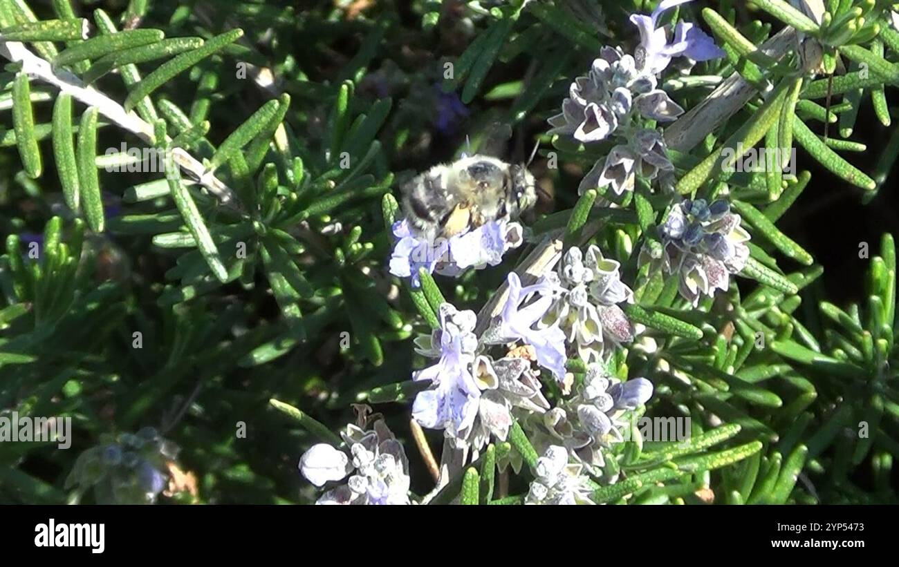 Anthophora dispar hi-res stock photography and images - Alamy
