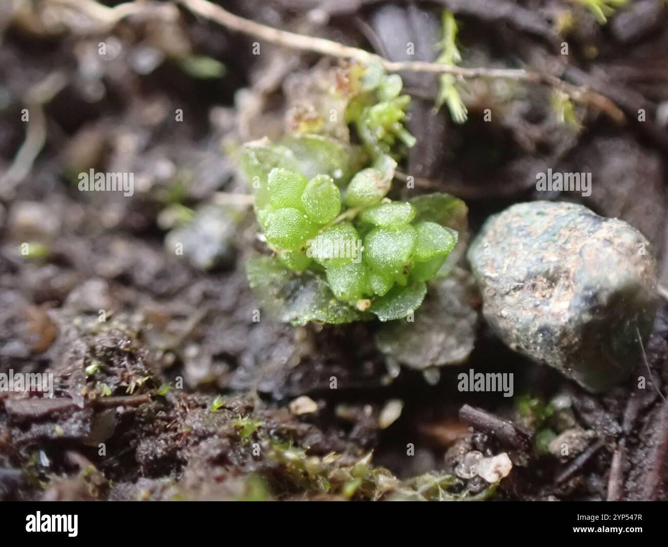 Texas Balloonwort (Sphaerocarpos texanus Stock Photo - Alamy