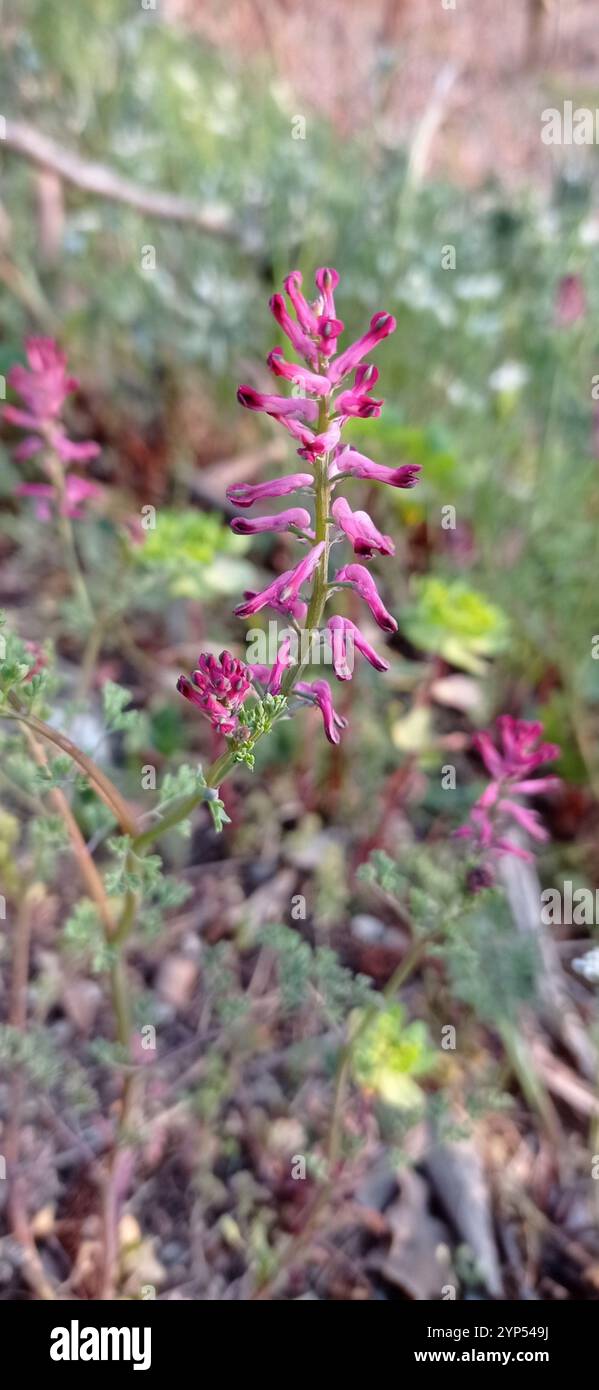 Common Fumitory (Fumaria officinalis Stock Photo - Alamy