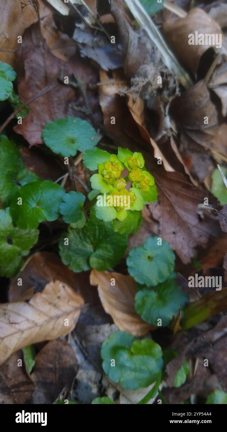 Alternate-leaved Golden Saxifrage (Chrysosplenium alternifolium Stock ...