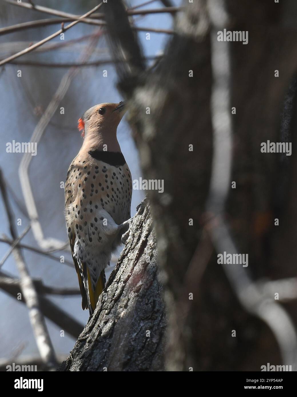 Northern Flicker (Colaptes auratus Stock Photo - Alamy