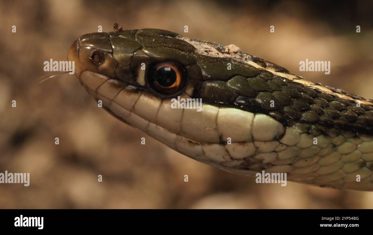 Western Ribbon Snake (Thamnophis proximus Stock Photo - Alamy