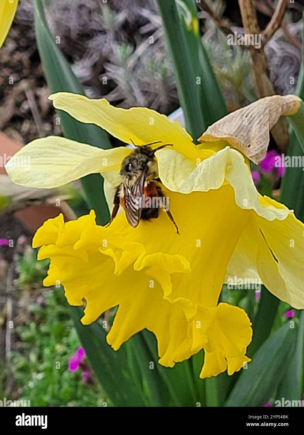 Black-tailed Bumble Bee (Bombus melanopygus Stock Photo - Alamy