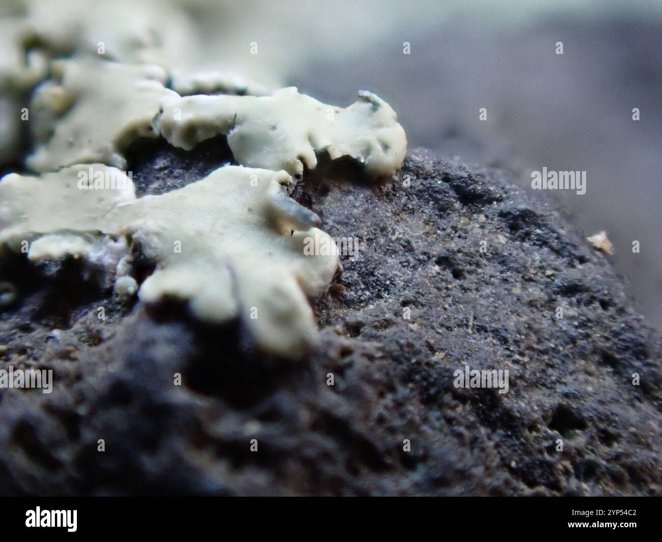 rim lichens, disc lichens, and allies (Lecanoraceae Stock Photo - Alamy