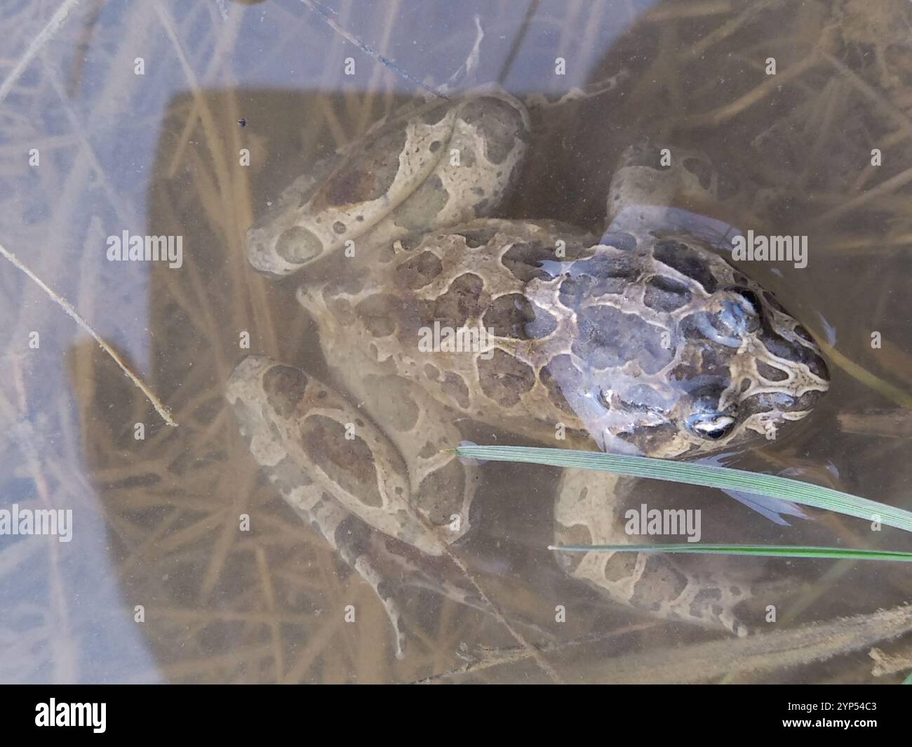 Mediterranean Painted Frog (Discoglossus pictus Stock Photo - Alamy