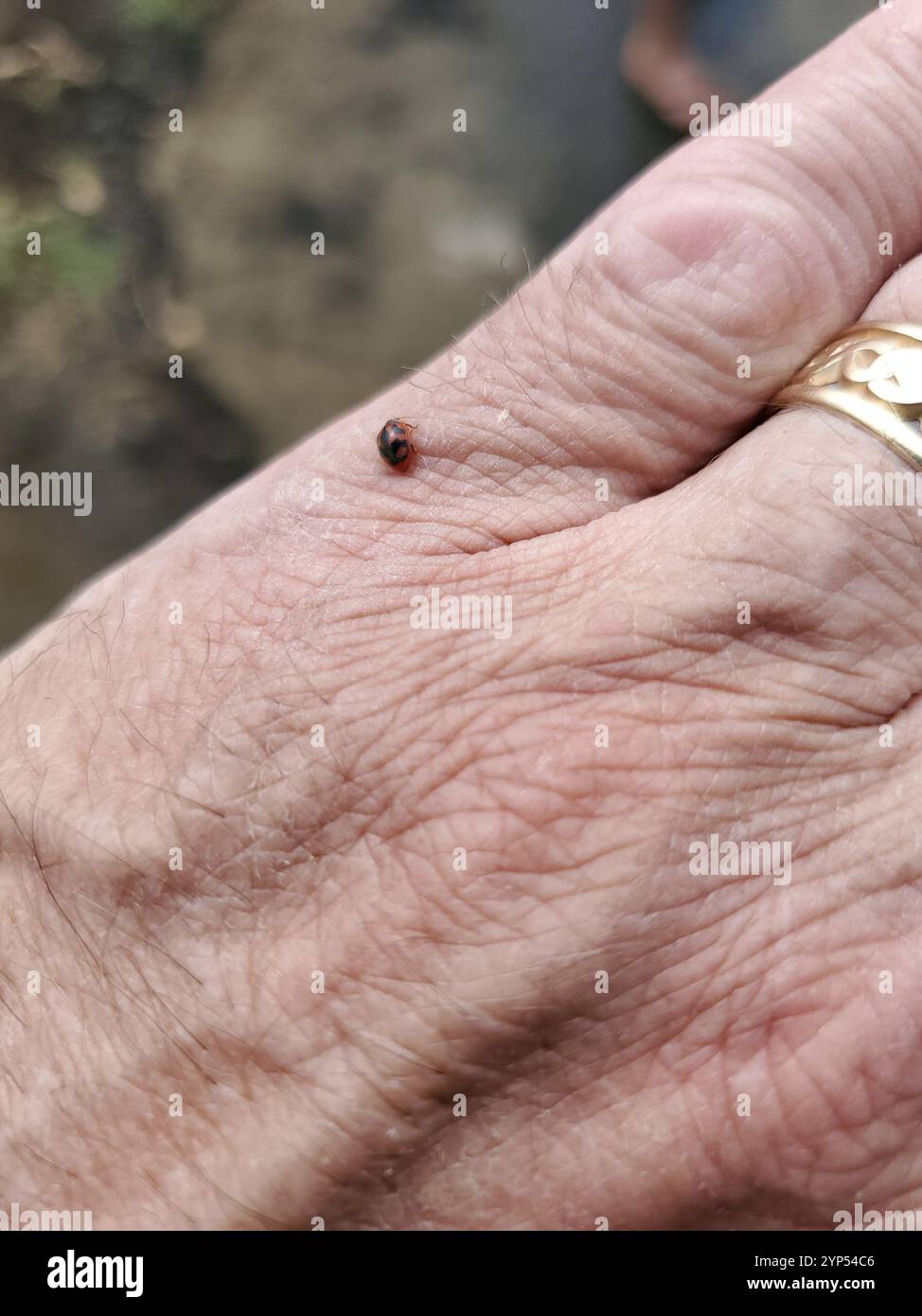 Novius cardinalis hi-res stock photography and images - Alamy