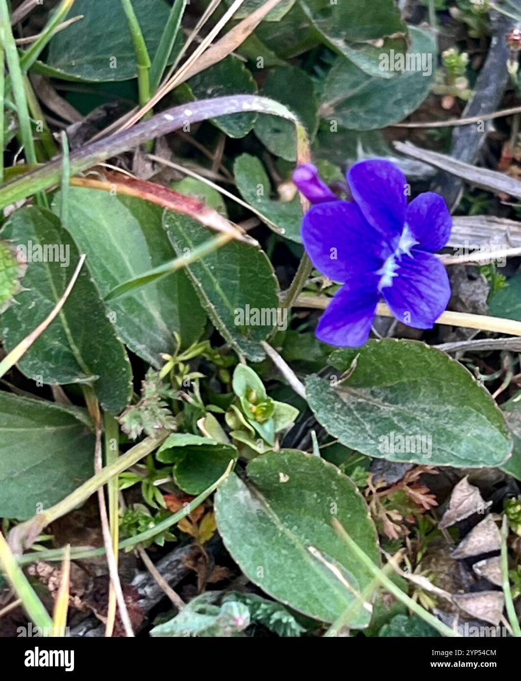 hookedspur violet (Viola adunca Stock Photo - Alamy