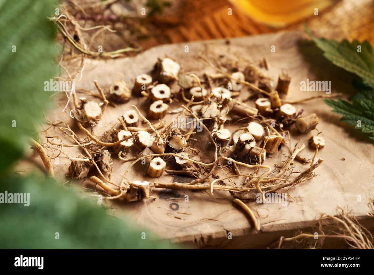 Cutting fresh stinging nettle root and rhizome - preparation of ...