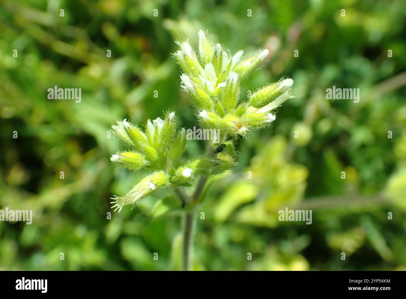 Sticky mouse-ear chickweed (Cerastium glomeratum Stock Photo - Alamy
