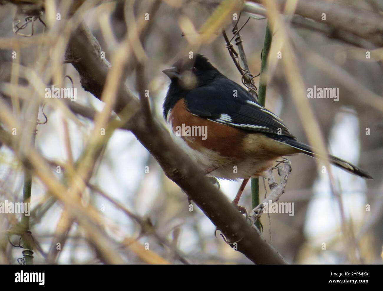 Eastern Towhee (Pipilo erythrophthalmus Stock Photo - Alamy