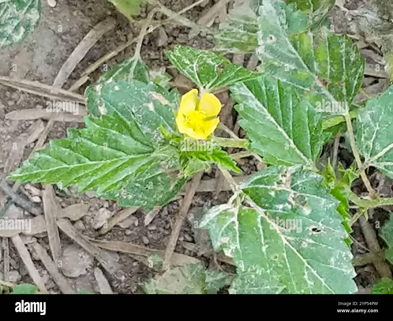 three-lobe false mallow (Malvastrum coromandelianum Stock Photo - Alamy