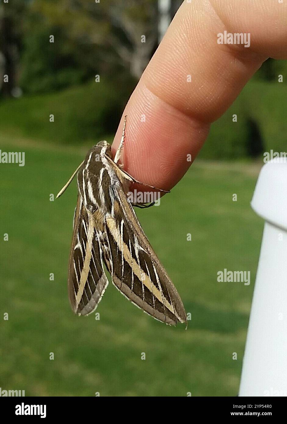White-lined Sphinx (Hyles lineata Stock Photo - Alamy