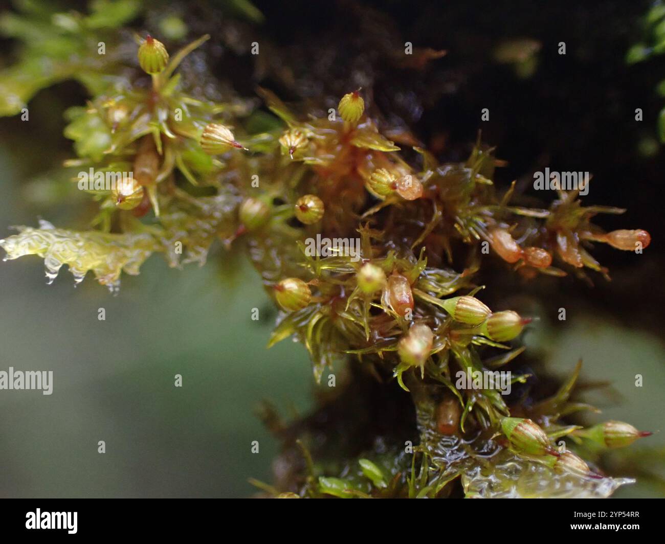 Elegant Bristle-moss (Orthotrichum pulchellum Stock Photo - Alamy
